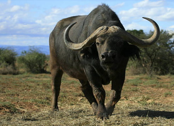 Top sighted wild animals in Uganda - Explore Uganda Tours