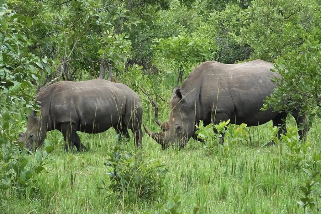 ZIWA RHINO SANCTUARY - Explore Uganda Tours